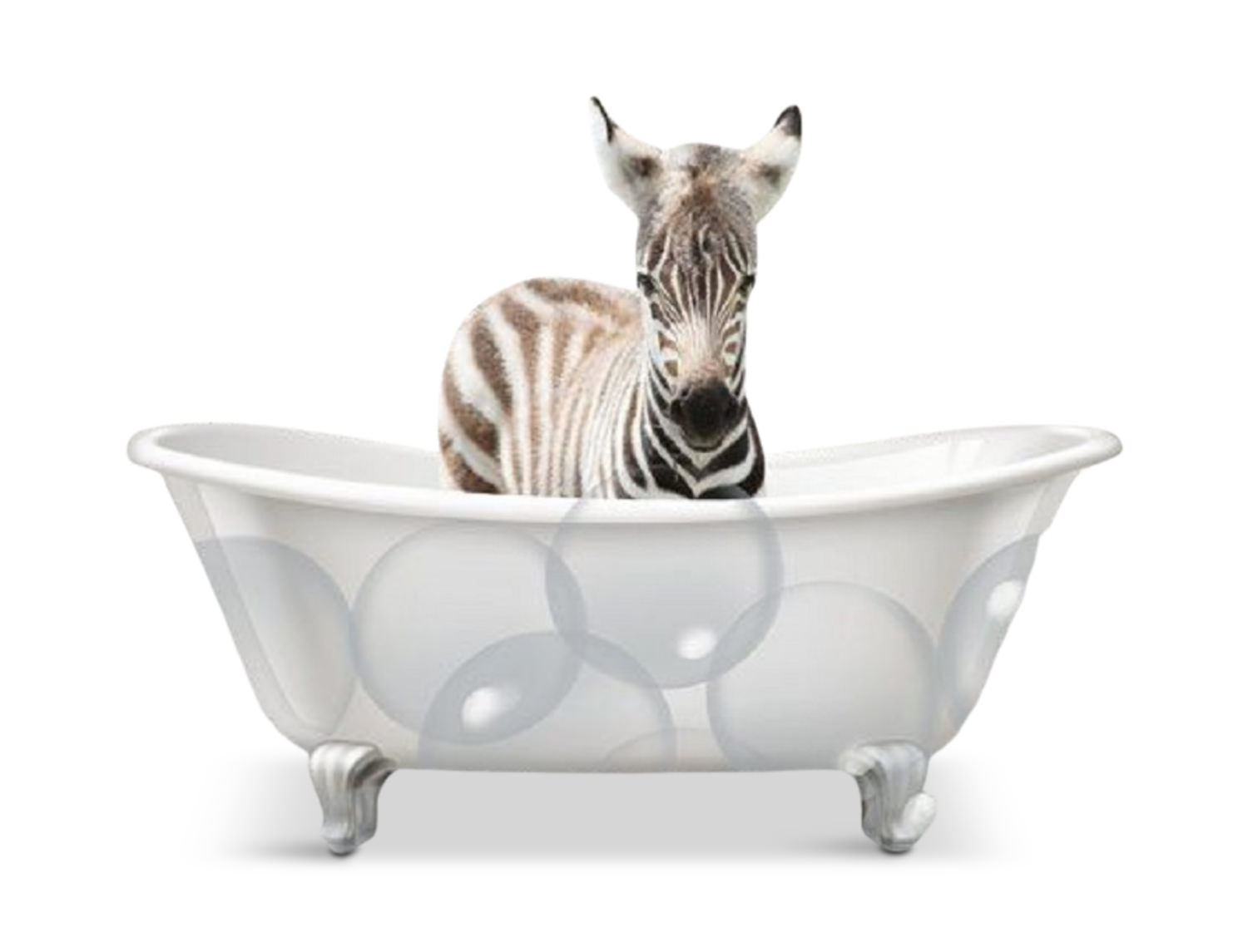 Baby Zebra Bath Canvas Art | HOM Furniture
